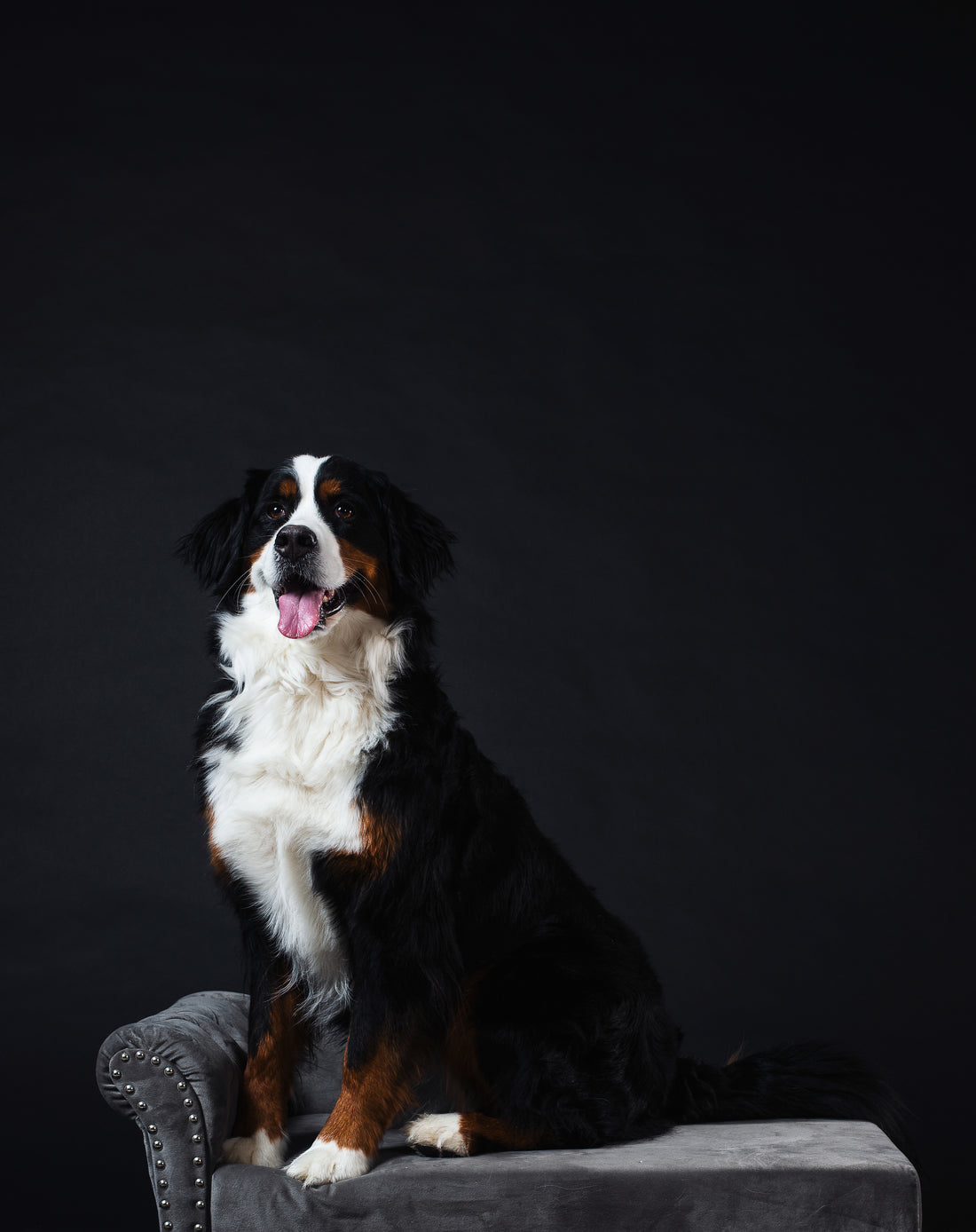 Mini VIDAS Progesterone Testing Machines & Test Kits for Dog Breeders ...
