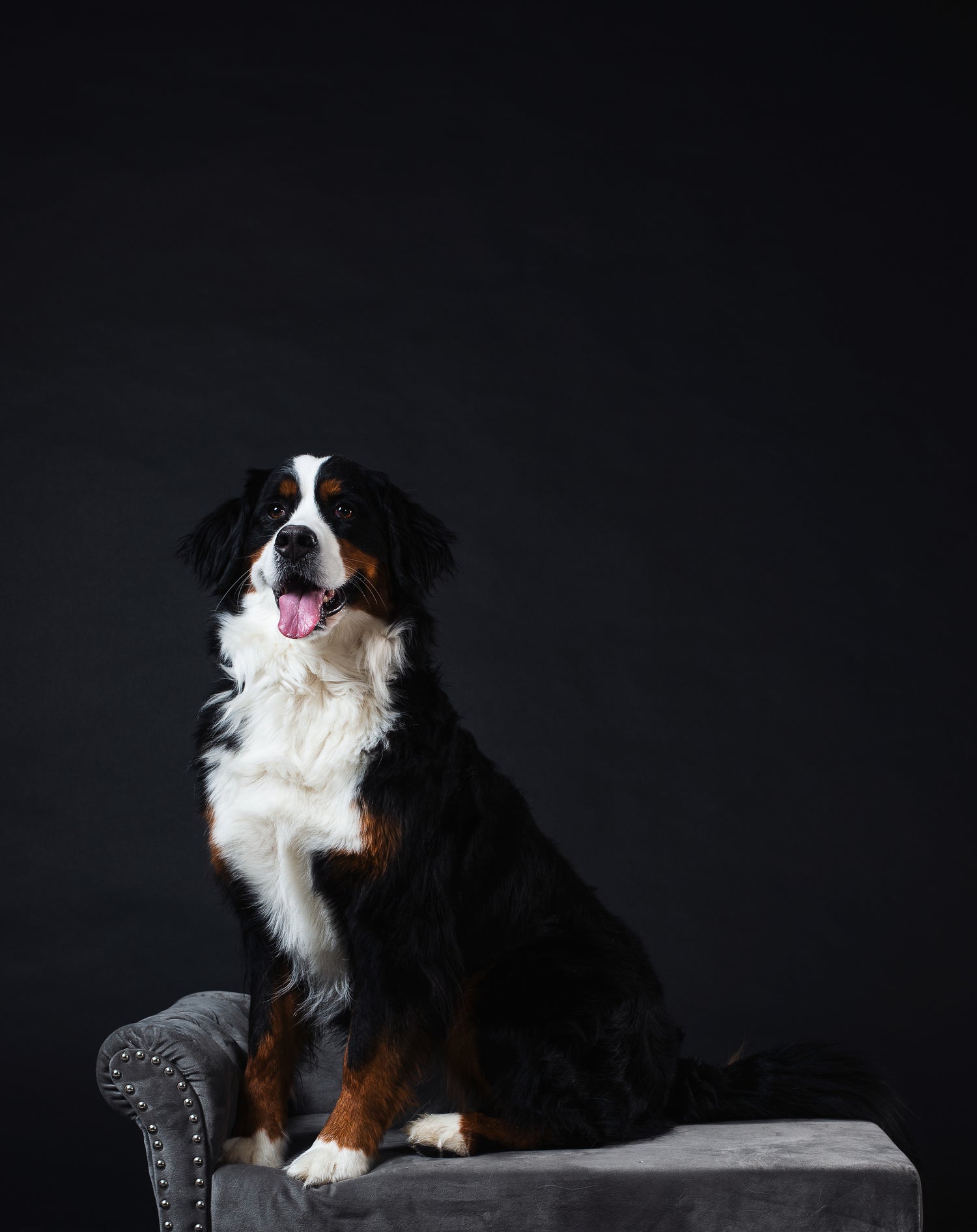 Mini VIDAS Progesterone Testing Machines & Test Kits for Dog Breeders ...