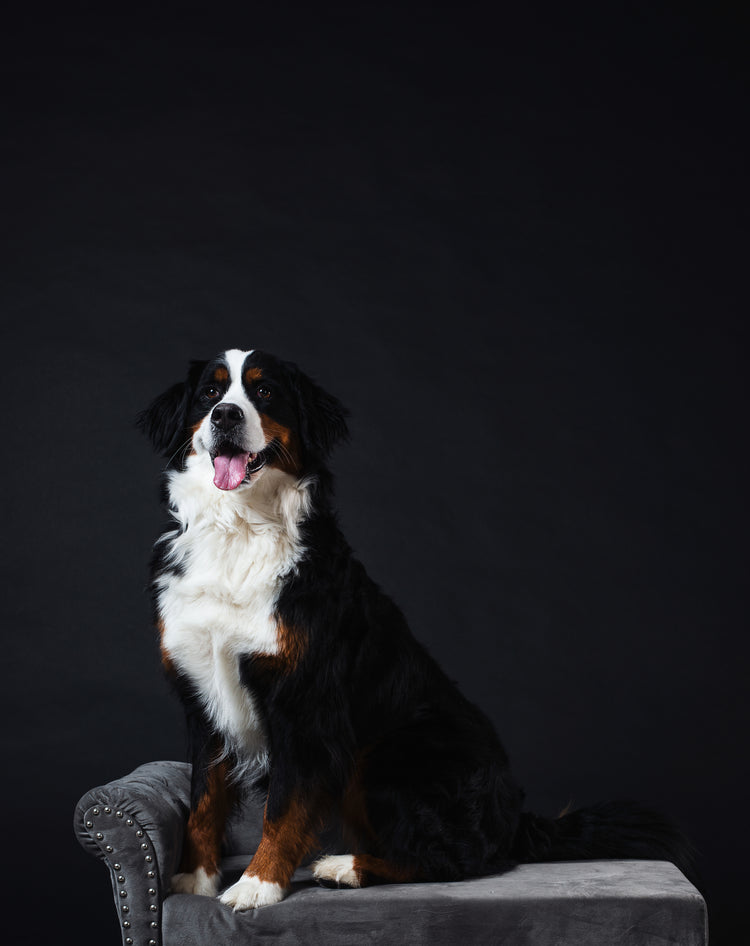 Mini VIDAS Progesterone Testing Machines & Test Kits for Dog Breeders ...