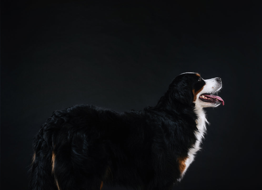 Mini VIDAS Progesterone Testing Machines & Test Kits for Dog Breeders ...