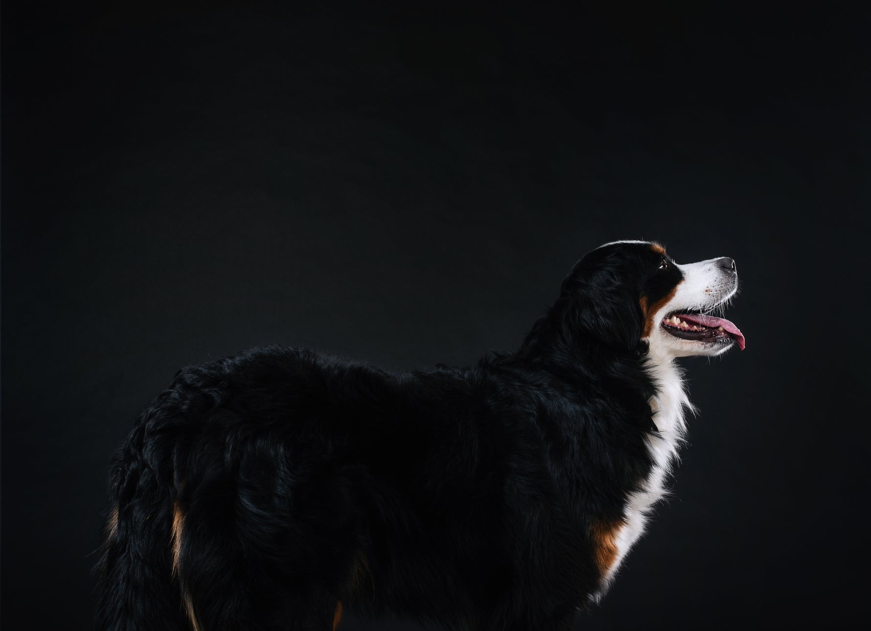 Mini VIDAS Progesterone Testing Machines & Test Kits for Dog Breeders ...