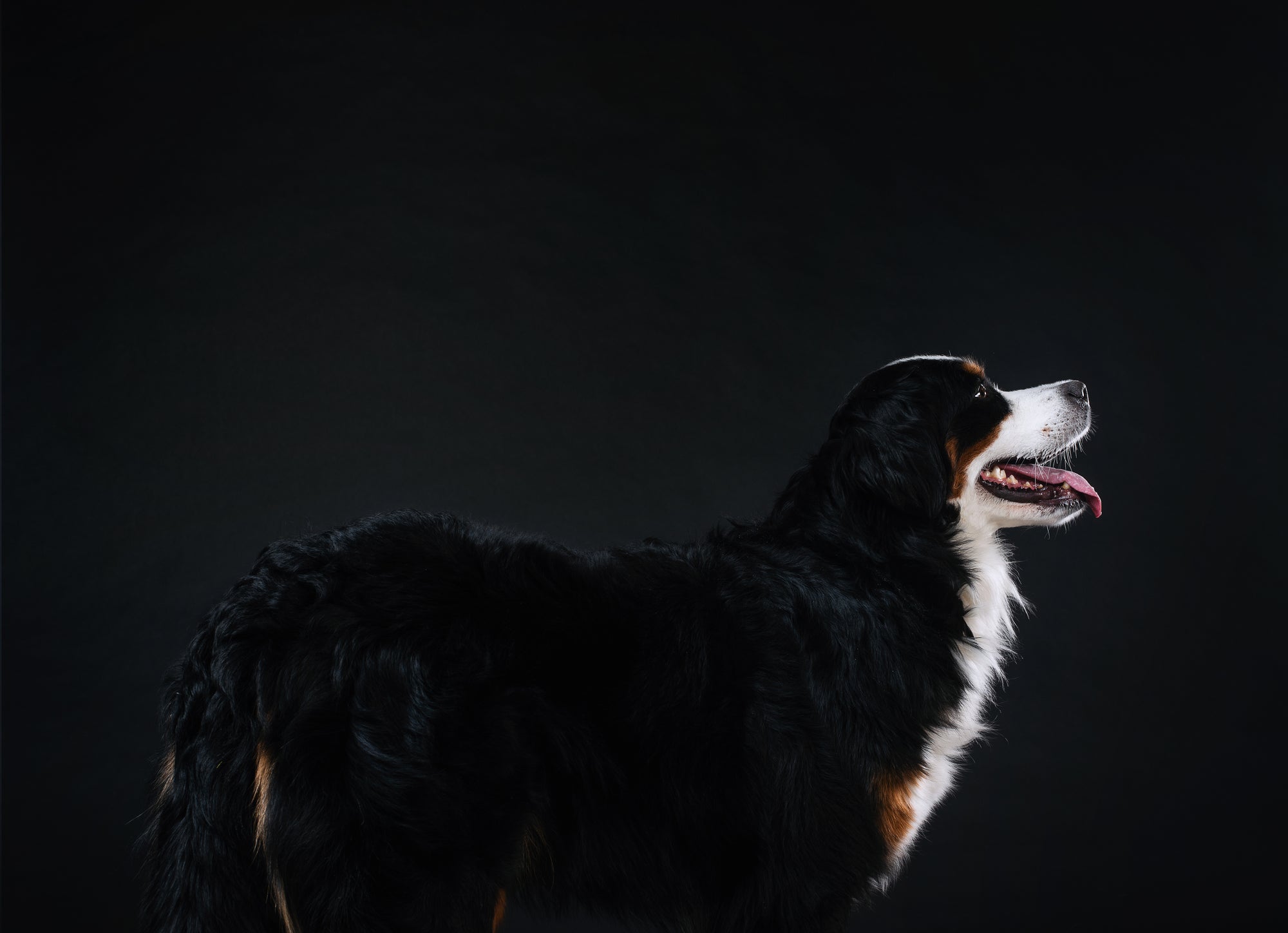 Mini VIDAS Progesterone Testing Machines & Test Kits for Dog Breeders ...